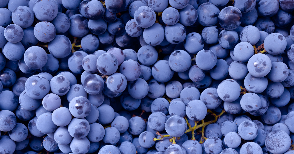 Food & Agribusiness Recruitment | Morgan Philips Africa & Middle East